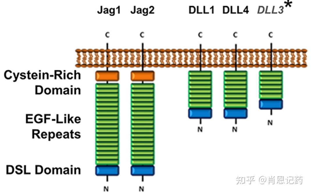 记住所有FDA生物药 | DLL3×CD3双抗 | Tarlatamab 塔拉塔单抗 | 广泛期小细胞肺癌 - 知乎