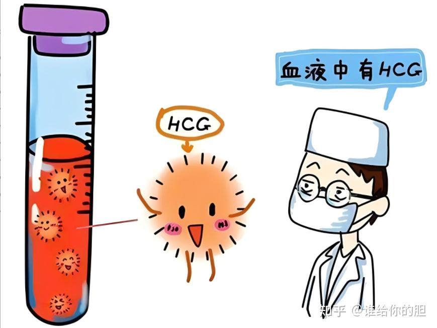 HCG值多少是怀孕，HCG对照表与孕周期怎么看？一文教你读懂！ - 知乎