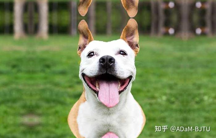 Albumentation文档 - 知乎