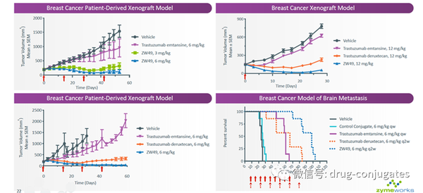 双特异性药物偶联物给多肽偶联物设计的启发 - 知乎