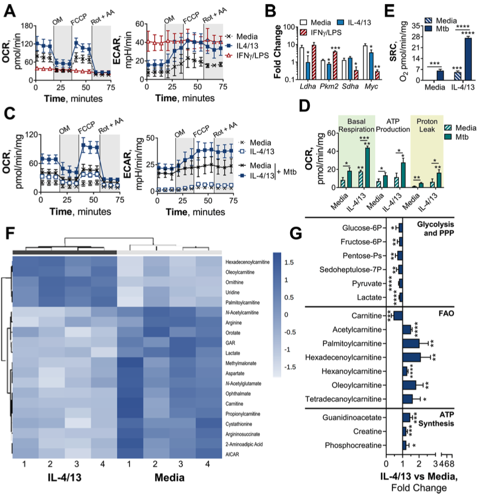 eLife丨 IL-4 和 IL-13 激活诱导的巨噬细胞免疫训练增强了OXPHOS驱动的抗分枝杆菌反应 - 知乎