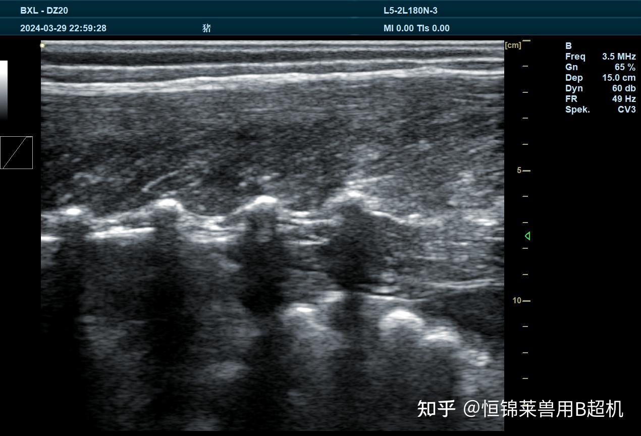 种猪育种如何检测背膘眼肌面积 - 知乎
