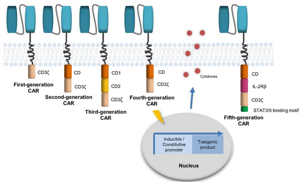 CAR疗法：从CAR-T到CAR-NK和CAR-M - 知乎