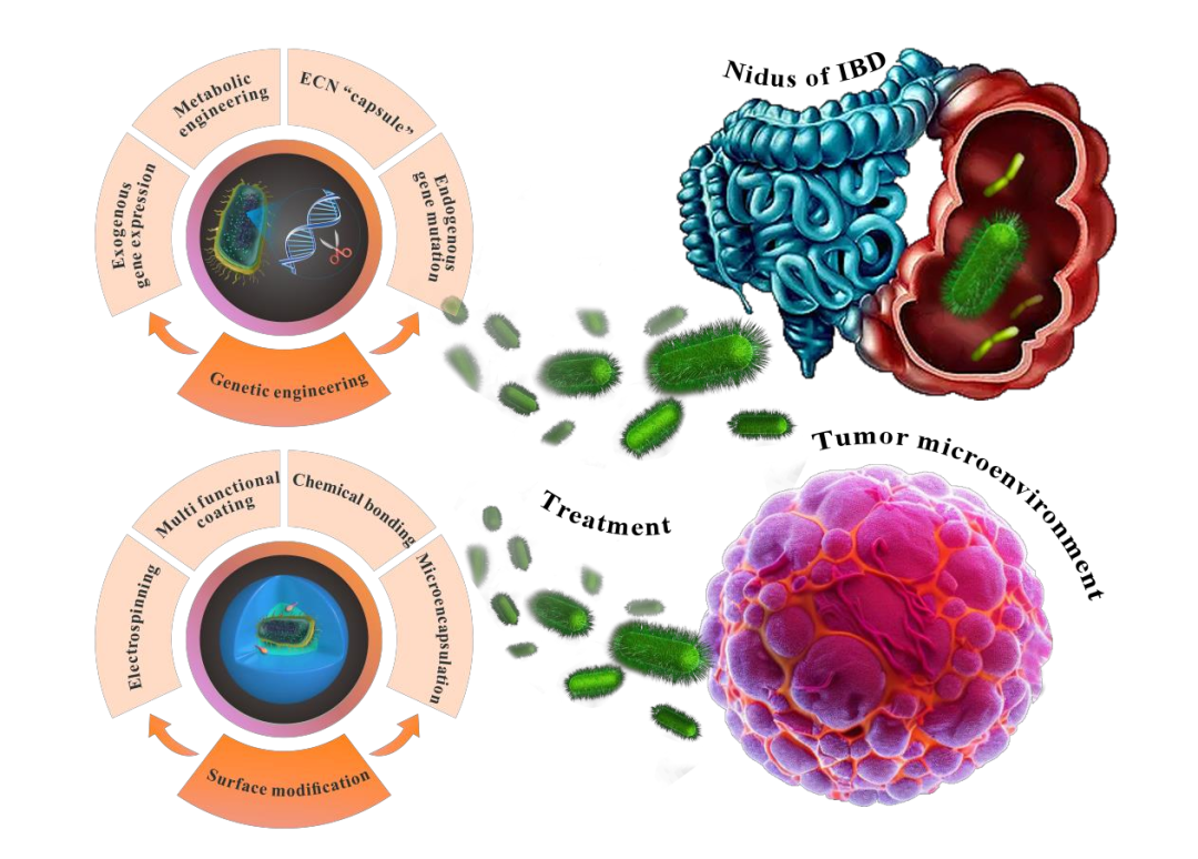 Mater Today Bio 综述丨孙达团队评述大肠杆菌Nissle 1917作为一种可定制的药物递送系统用于疾病诊疗研究进展 - 知乎