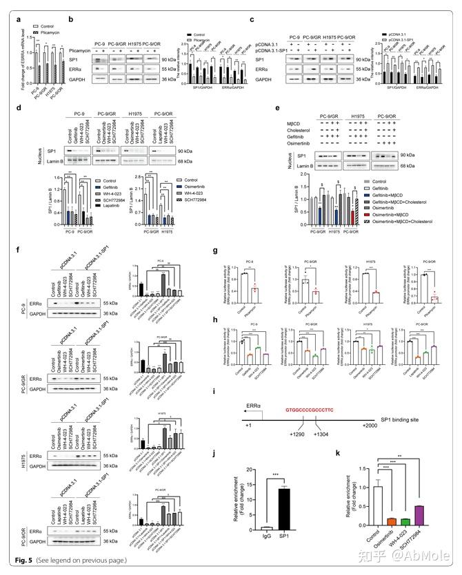 AbMole| 胆固醇介导的ERRα重新表达：非小细胞肺癌EGFR-TKIs耐药性的关键因素 - 知乎