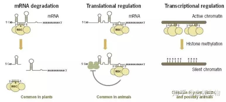 医学前沿：非编码RNA—microRNA - 知乎
