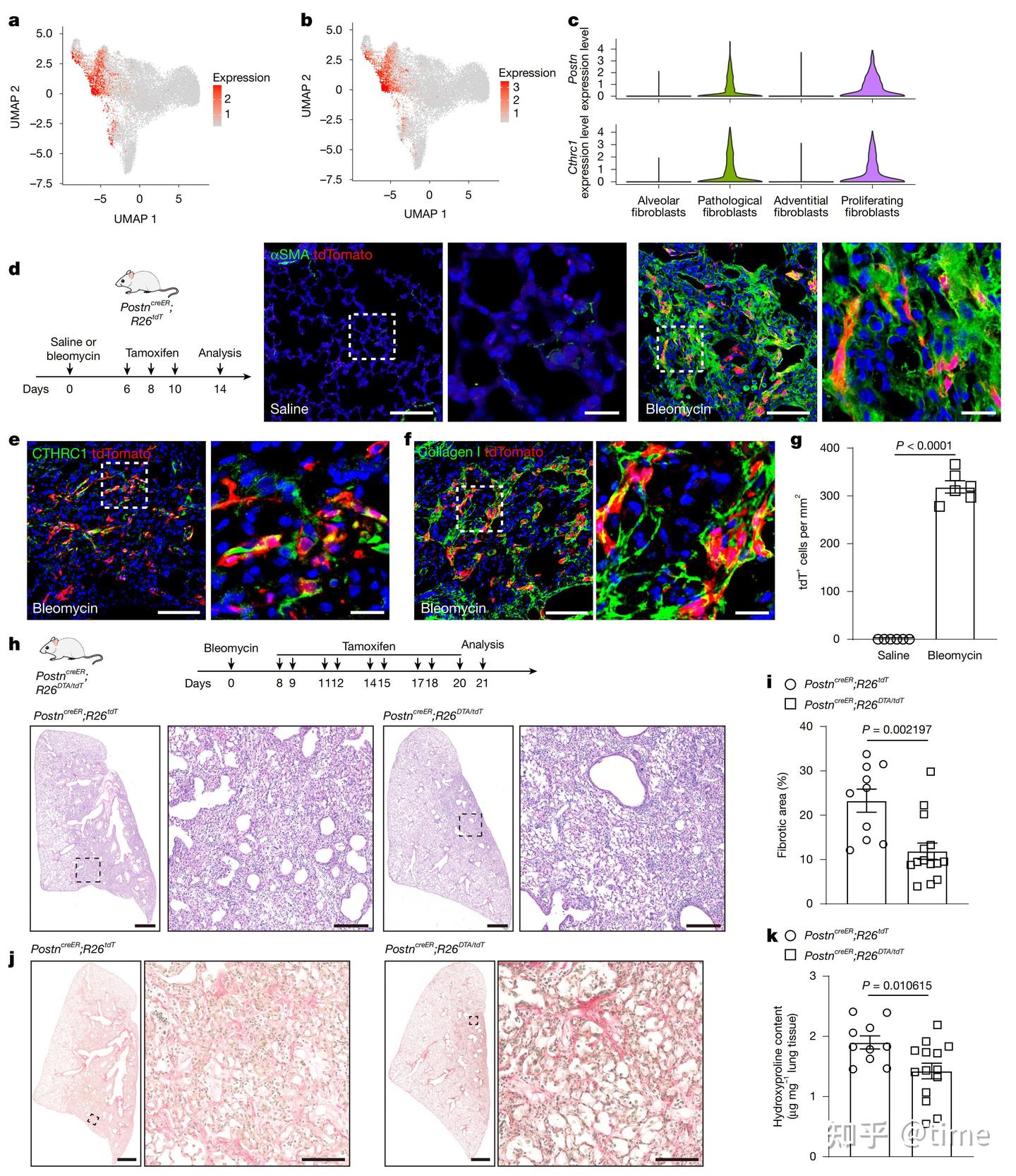 文献分享 | Nature：RUNX2通过肺泡-to-病理性成纤维细胞转化促进纤维化 - 知乎