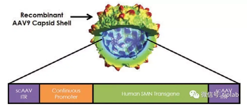 TiPLab生物医药专利研究：AveXis公司罕见病基因疗法AVXS-101 - 知乎