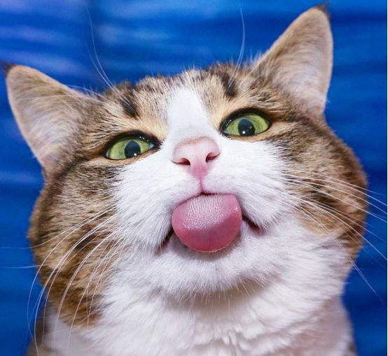 如何引导猫咪多喝水 知乎