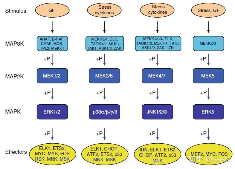 学懂通路第三期： MAPK信号通路 - 知乎