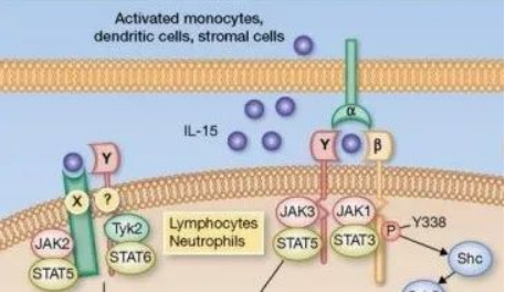 白介素15(IL-15)：肿瘤免疫治疗的明日之星！_化工仪器网