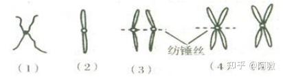高中生物必修一•细胞的增殖 - 知乎