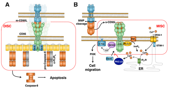 CD95人源化小鼠 - 知乎