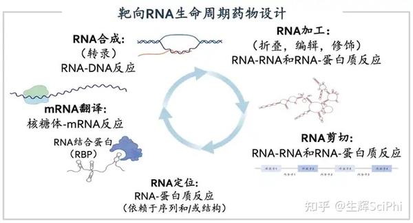专访ReviR丨基于AI+RNA挑战“不可成药”靶点，将首推小分子药物 - 知乎