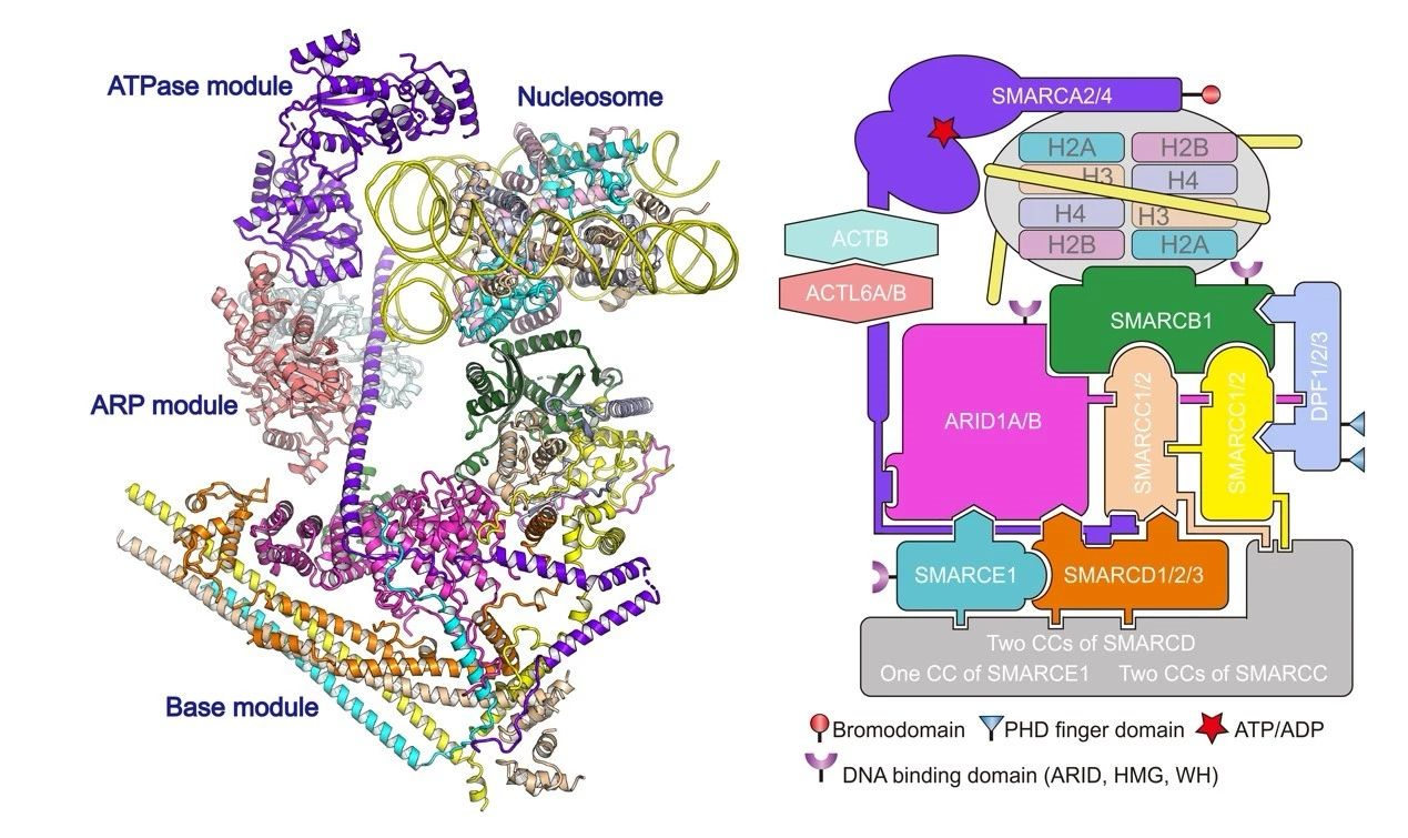 Science丨复旦大学揭示人源BAF复合物的染色质重塑机制 - 知乎