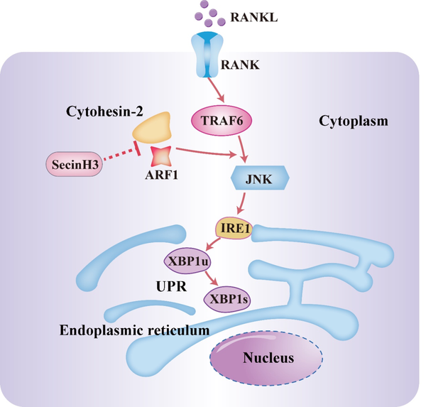 Pharmacol Res︱李锋/关邯峰课题组揭示Cytohesin-2/ARF1调控破骨细胞分化和影响骨质疏松发生发展的机制 - 知乎