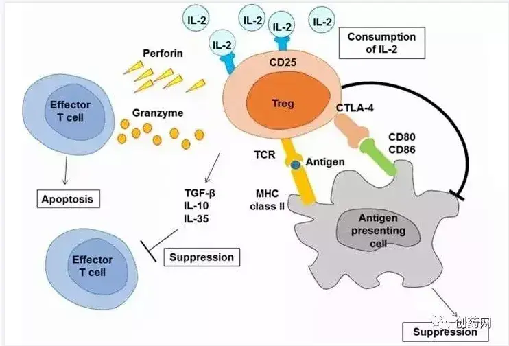 IL2RA，免疫治疗领域的潜力股 - 知乎