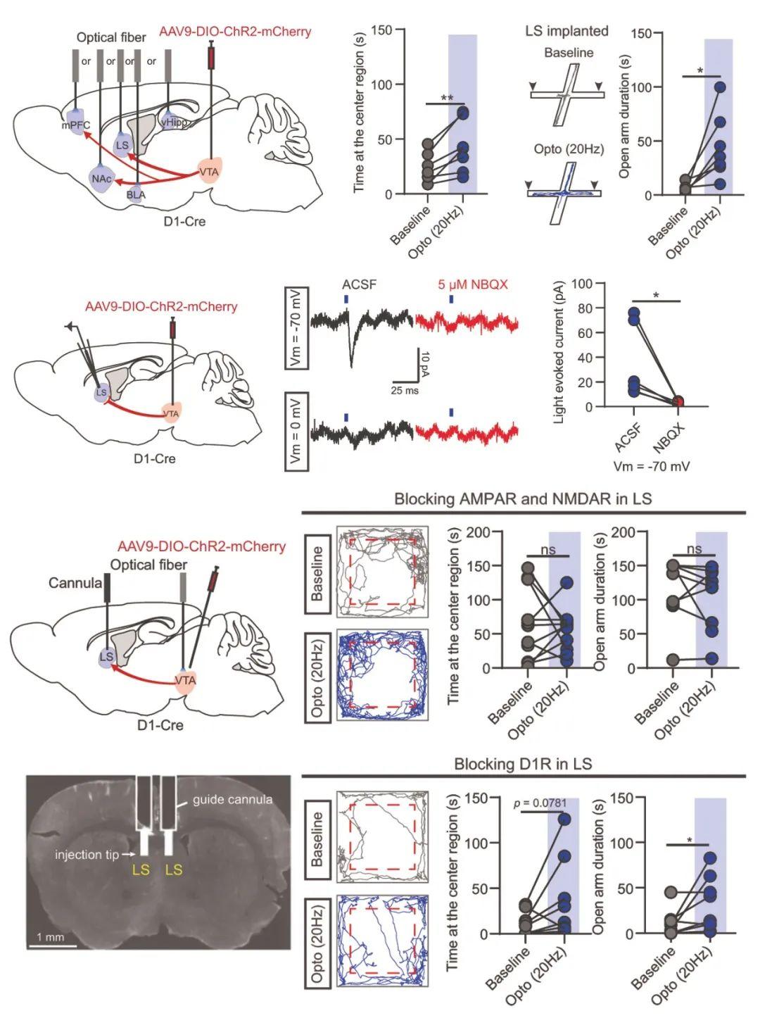 IF=13.44【客户文章】Mol Psychiatry：复旦大学肖雷团队揭示VTA D1神经元对焦虑样行为的调控作用和环路机制 - 知乎