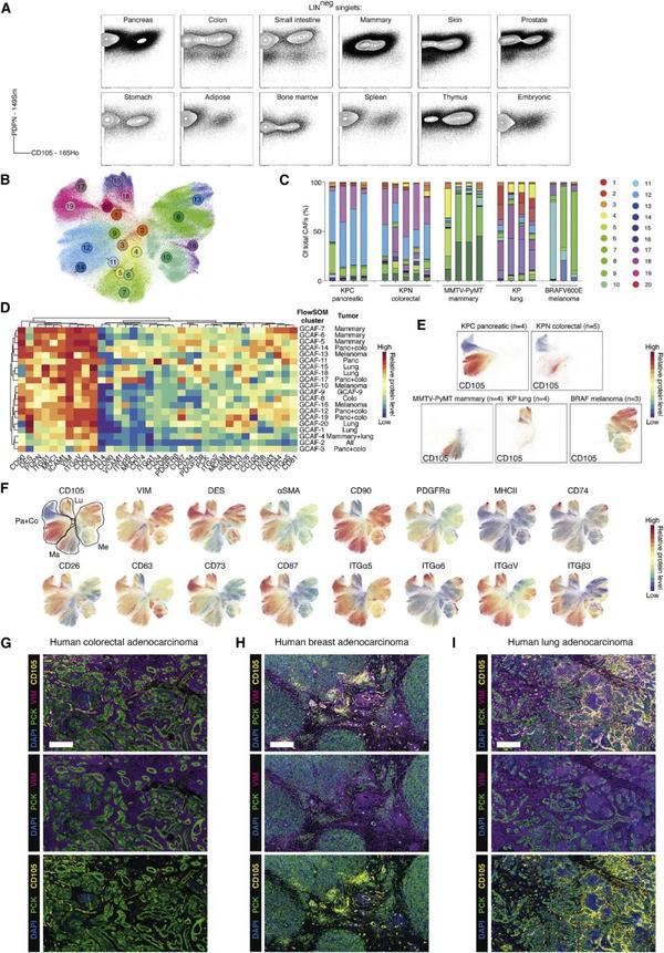 Cancer Cell | CyTOF绘制抗肿瘤免疫的成纤维细胞免疫图谱 - 知乎