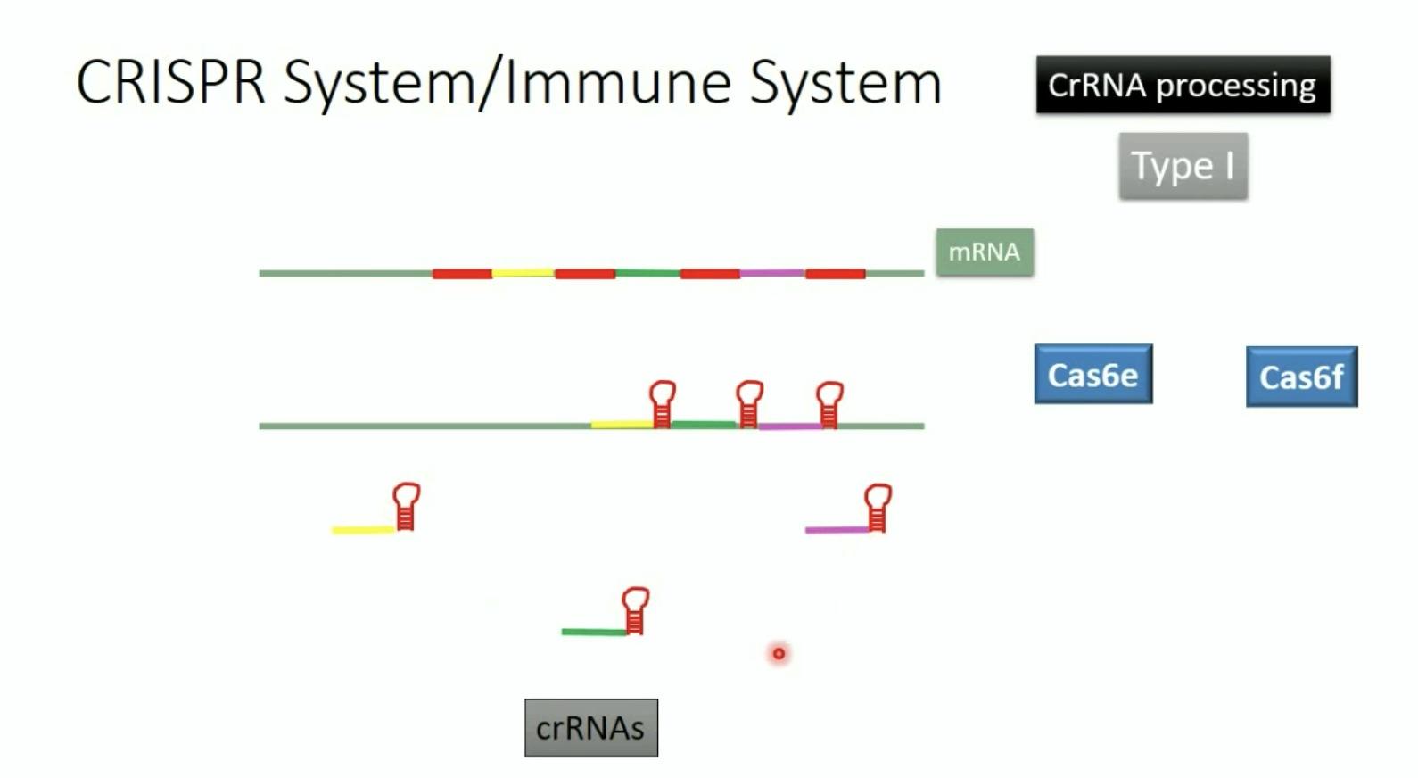 What is CRISPR System? - 知乎