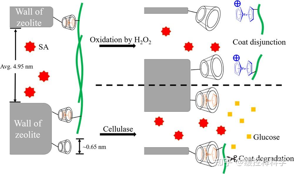 （41）广西大学 潘远凤教授团队: 由多糖控制的氧化还原和酶响应大球用于农用化学品的控制释放 - 知乎