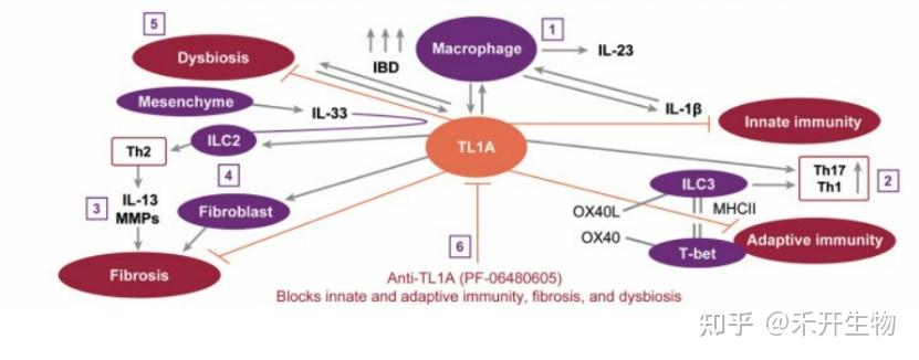 小禾说 | 自身免疫疾病靶点与模型系列(5)——TL1A赛道升温或成为下一爆款靶点 - 知乎