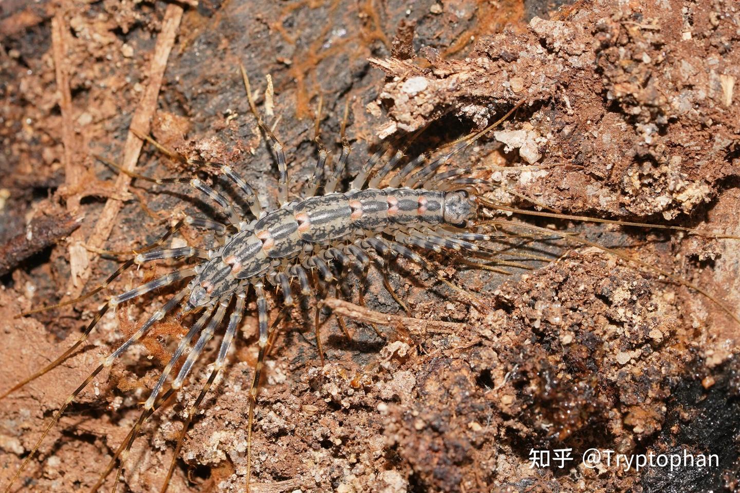 【Scutigeromorpha 】世界蚰蜒属征译名 分类 图鉴 - 知乎