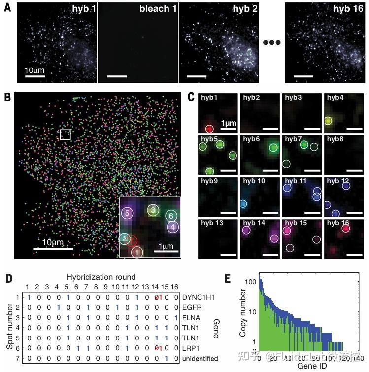 MERFISH：从单分子成像到空间转录组学的高通量探索 - 知乎