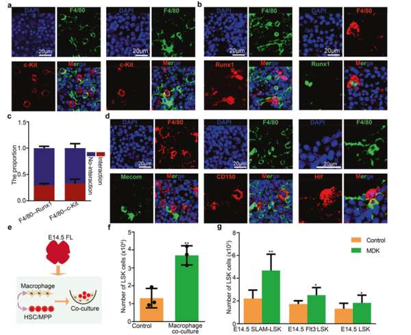 文献速递|首次发现了小鼠胎肝发育中造血干细胞和多能祖细胞扩增的基本功能单元，为造血干细胞的体外扩增提供了新的理论支持。 - 知乎