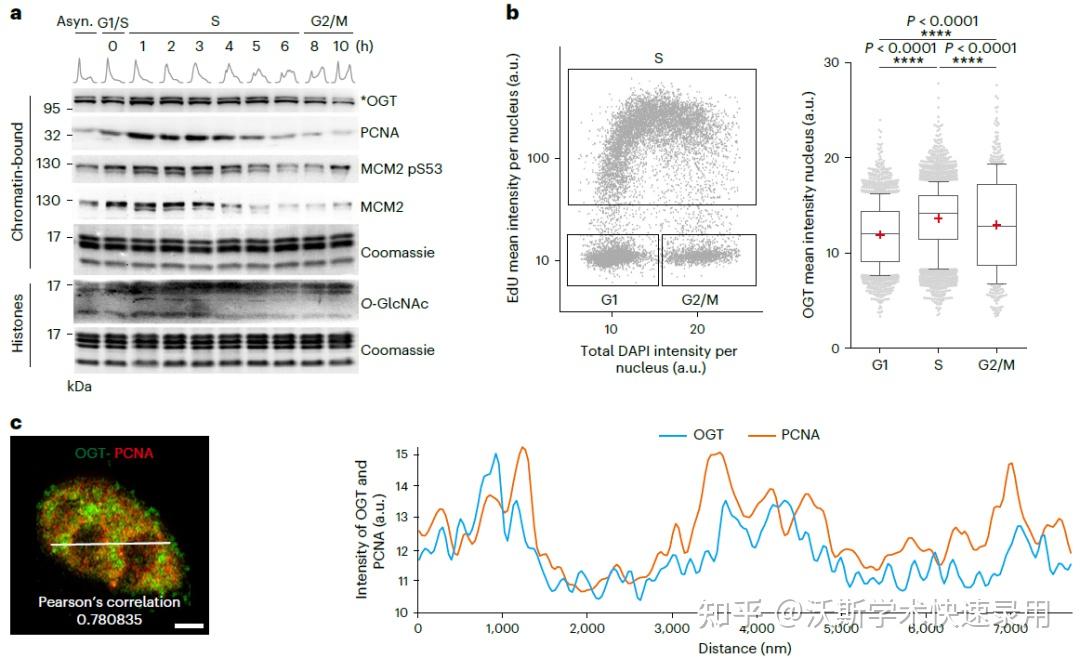 NSMB | 揭示组蛋白 O-GlcNAc 修饰调节 DNA 复制原点激活的新机制 - 知乎
