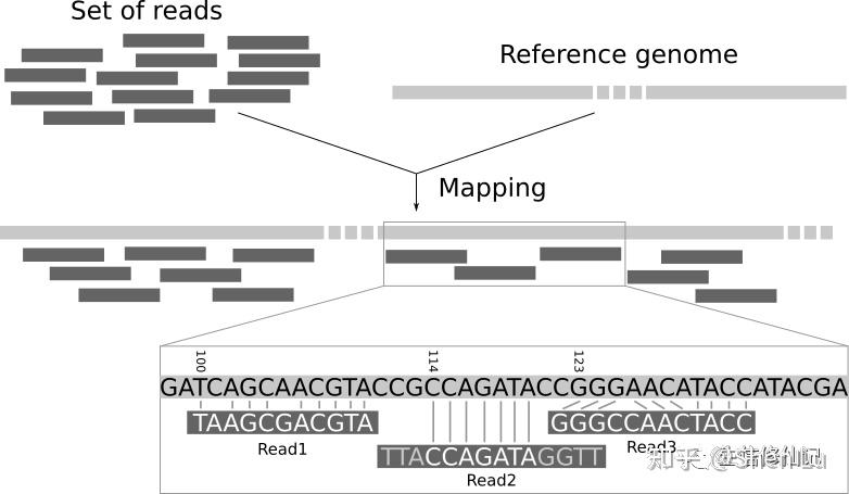 Mapping 和 Alignment 的区别 - 知乎