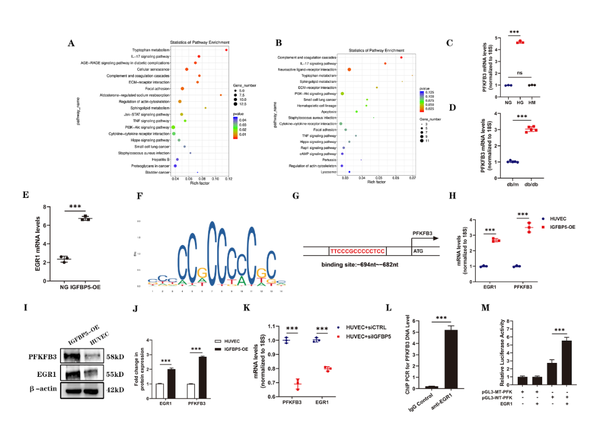 Cell Death Dis︱洪权教授课题组揭示IGFBP5在糖尿病肾脏病进展中的作用机制 - 知乎