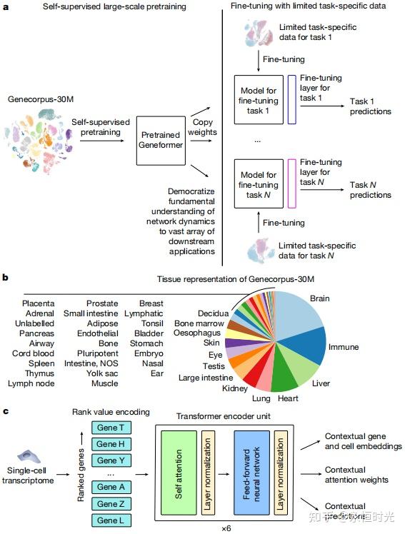 geneformer工程的程序测试记录(原创)：1.基因分类 - 知乎