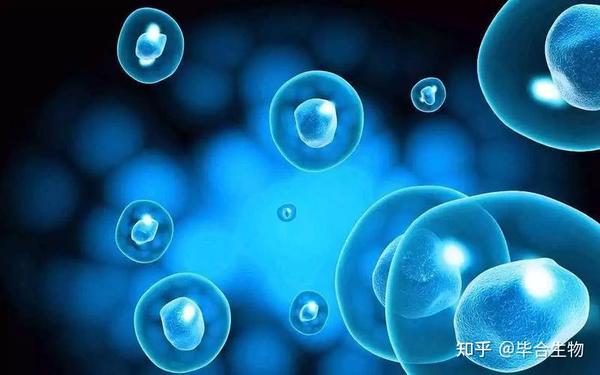 细胞因子的作用及特点 - 知乎