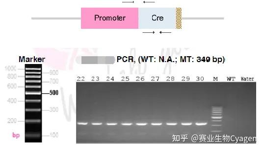 Cre工具鼠专题：剖析Cre/loxP重组酶系统 - 知乎