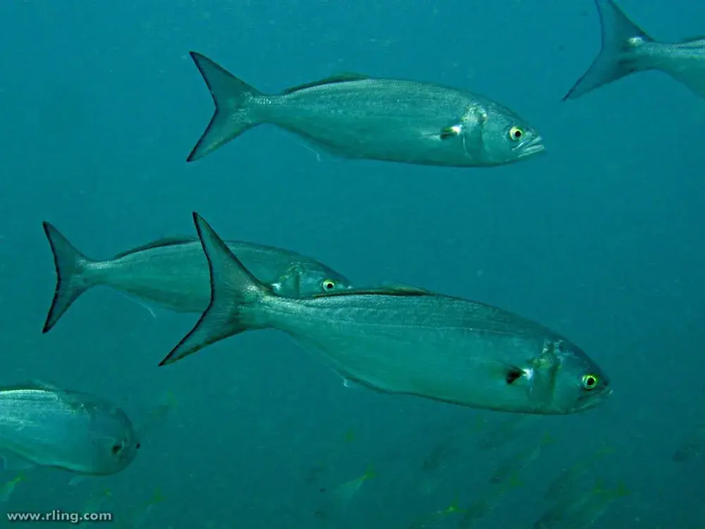 市场常见“鲅鱼/马鲛”一览（上）（作者：暮晖熠熠） - 知乎