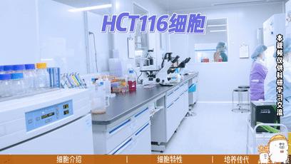 HCT116细胞培养，人结肠癌细胞培养攻略-丰晖生物 - 知乎