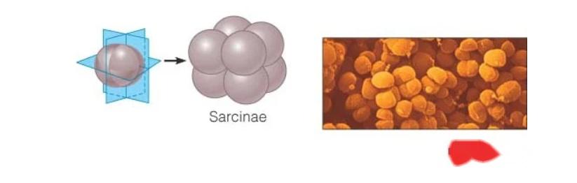 微生物大小和形态多样，自然界还处在正方形，星形细菌 - 知乎