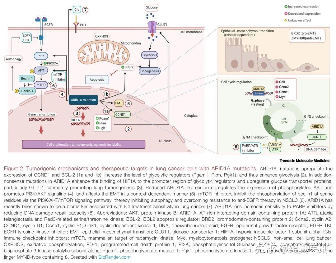5-10%的肺癌检出ARID1A突变，有啥意义？如何指导治疗及预后？ - 知乎