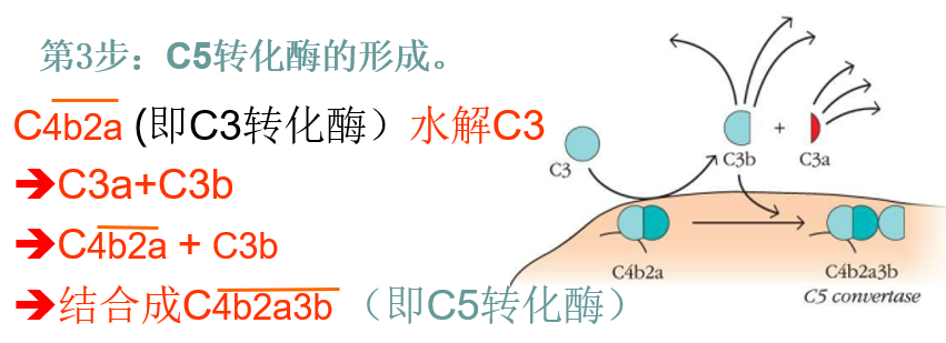 免疫学整理--细胞因子&补体系统 - 知乎