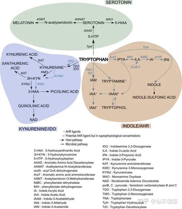 色氨酸代谢与肠内外健康稳态 - 知乎