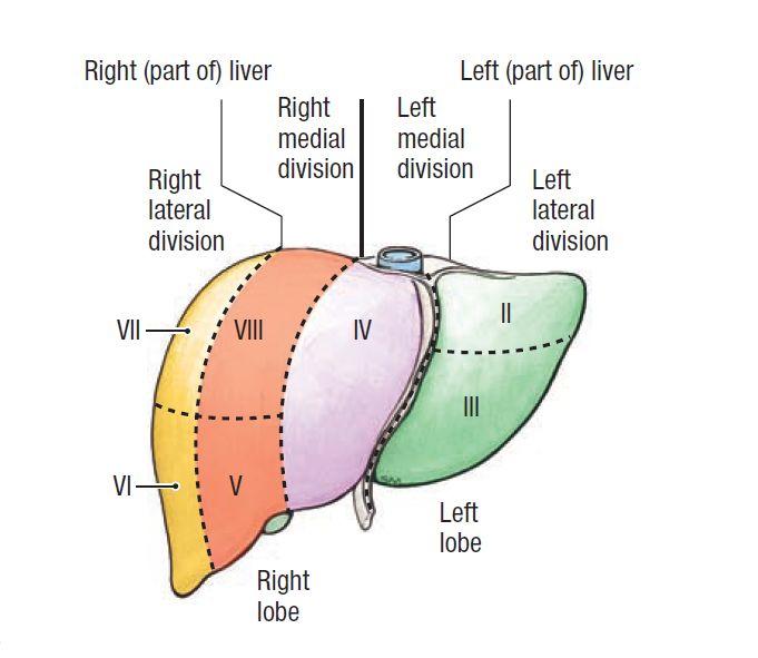 肝脏的分叶与分段 - 知乎