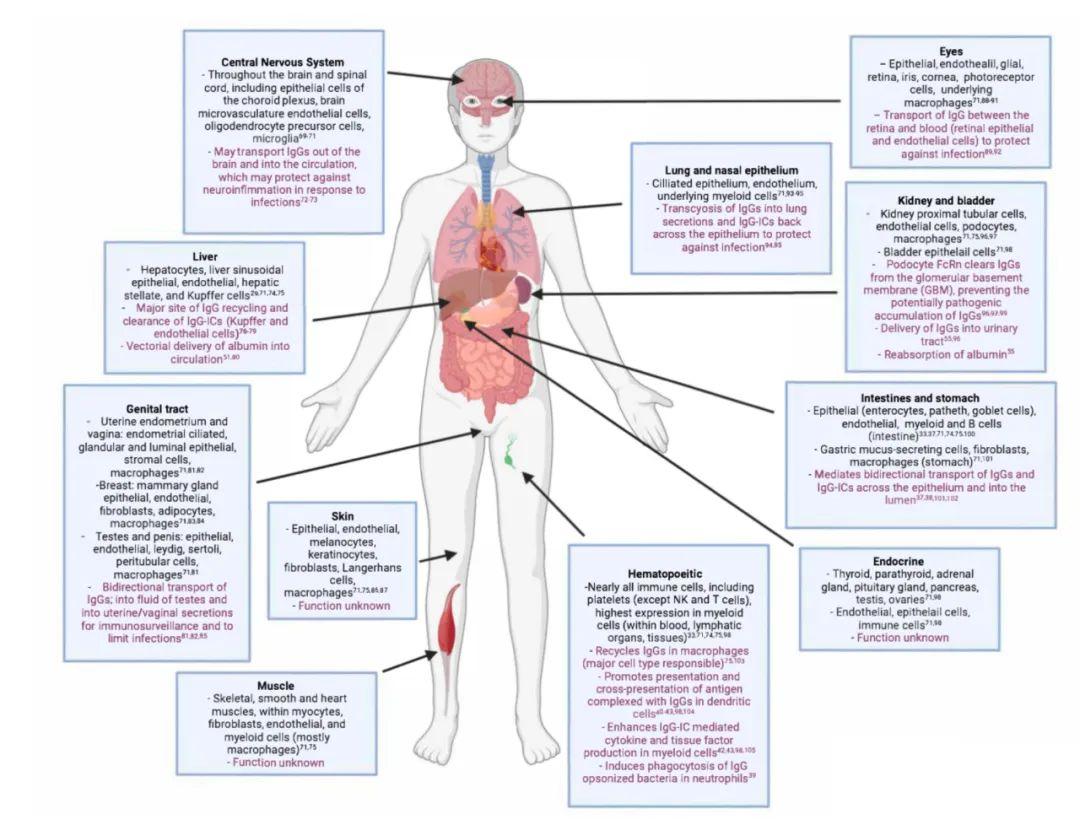 【Nature Reviews】综述: 进入新生儿Fc受体(FcRn)的治疗时代 - 知乎