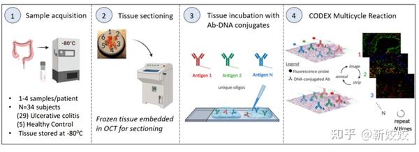 Sci Adv | PhenoCycler 52个超多蛋白靶标建立溃疡性肠炎空间图谱，发现预测患者治疗响应性指标 - 知乎