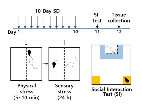抑郁症造模丨慢性社交挫败应激CSDS建模介绍 - 知乎