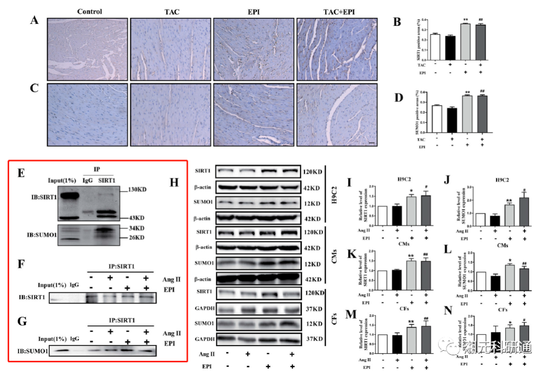 马上又该申请国自然了！2023年你确定不研究一下蛋白SUMO化吗？ - 知乎