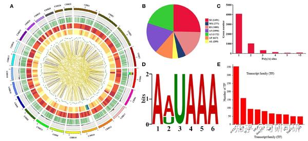 可研生物文献精读：全基因组整合分析揭示了lncRNA-miRNA-mRNA相互作用在肌间骨生长中的作用。 - 知乎