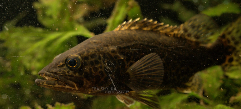 原生鱖(guì)鱼科普，这一次是真的香！ - 知乎