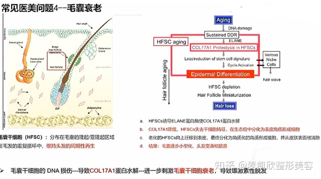胶原蛋白XVII（COL17）与皮肤衰老的关系 - 知乎
