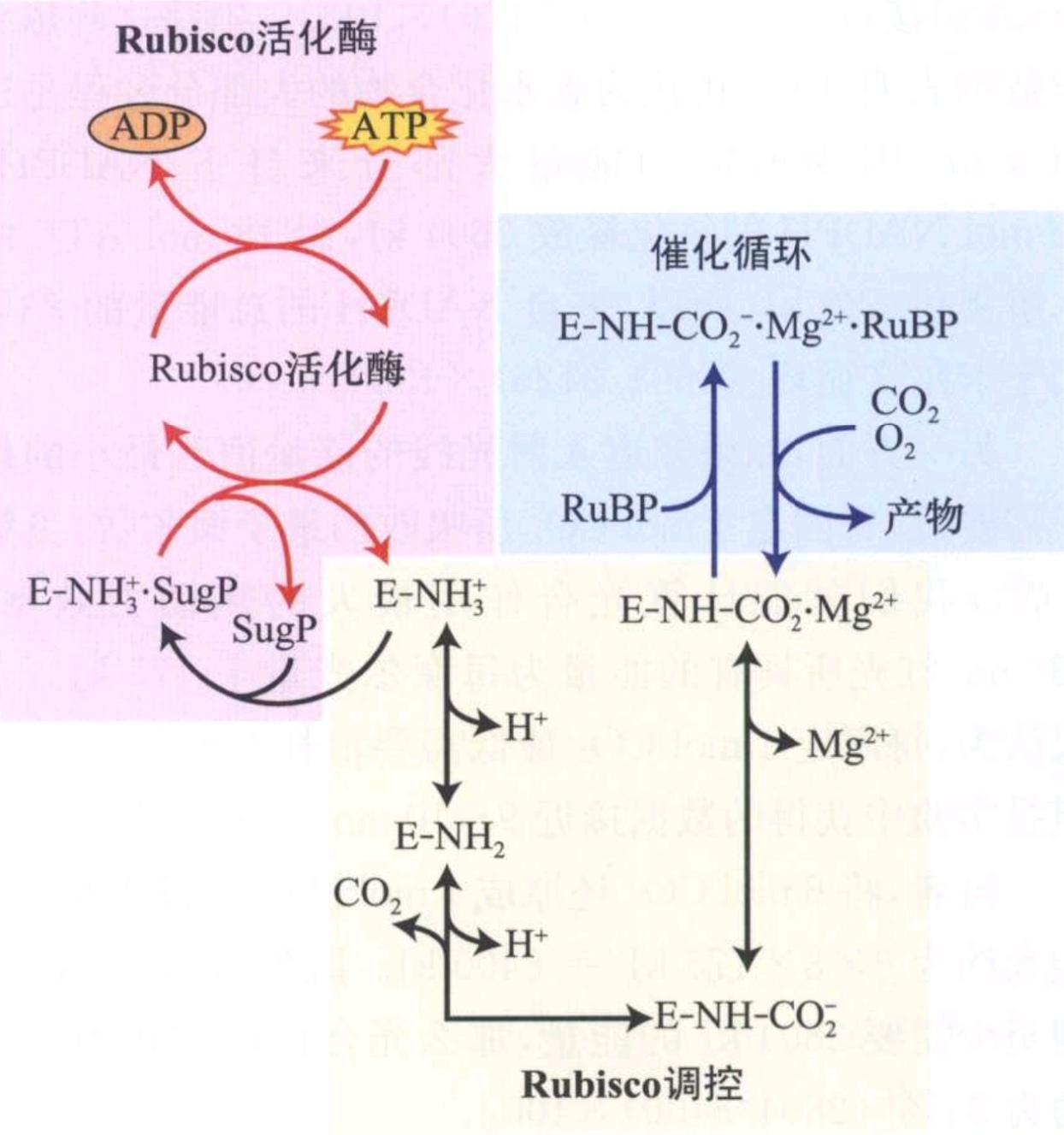 聊聊RuBisCO - 知乎